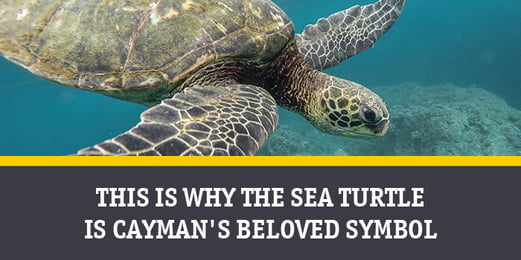 This is Why the Sea Turtle is Cayman's Beloved Symbol.