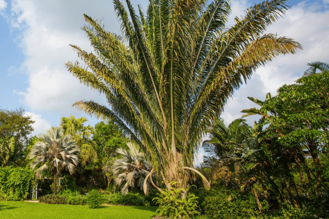 Grand Cayman's Queen Elizabeth II Botanic Park