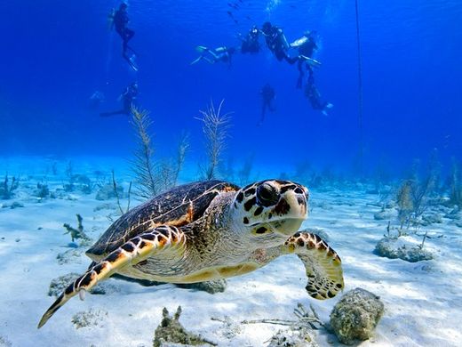 This is Why the Sea Turtle is Cayman's Beloved Symbol.